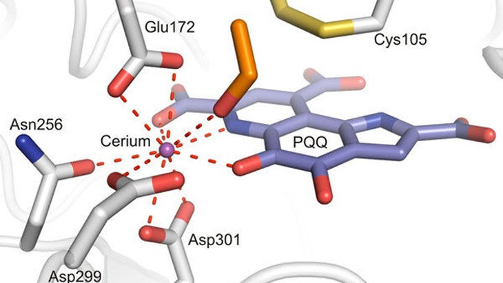 Rare earths in bacteria