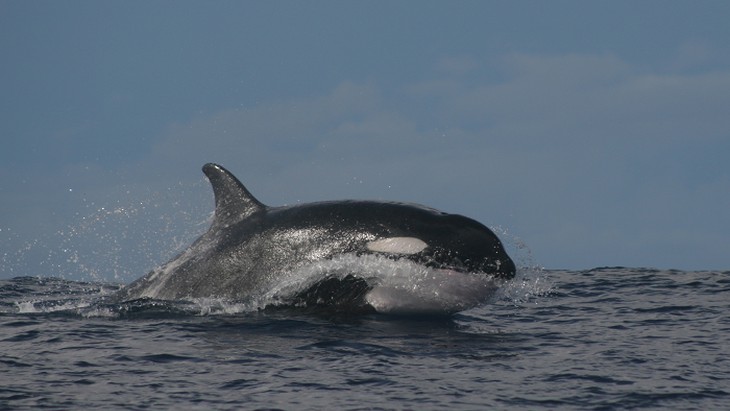 Genes And Culture Drive Killer Whale Evolution