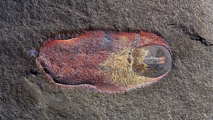 Spiny, Armoured Slug Reveals Ancestry Of Molluscs